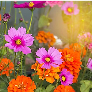 Mix Cosmos Bipinnatus Flower Seeds - Garden Cosmos Mexican Aster 11 Colors Non-GMO | Organic | Heirloom (10g)