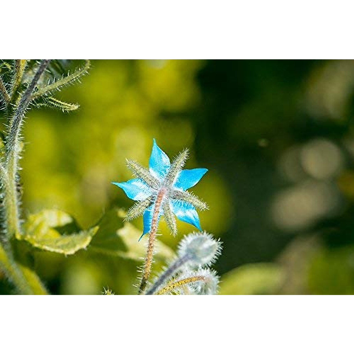 Borage Seeds - Starflower - Heirloom Non-GMO Herb Seeds for Planting an Herb Garden - 100 Seeds - Borago Officinalis - by RDR Seeds