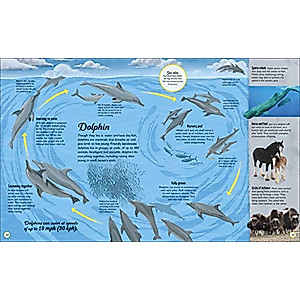 Life Cycles: Everything from Start to Finish (DK Life Cycles)