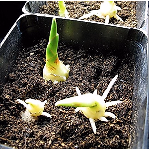 JAMAICAN GINGER - Zingiber officinale-Grow Your own,Grow Indoors or Outdoors(1 Pound)