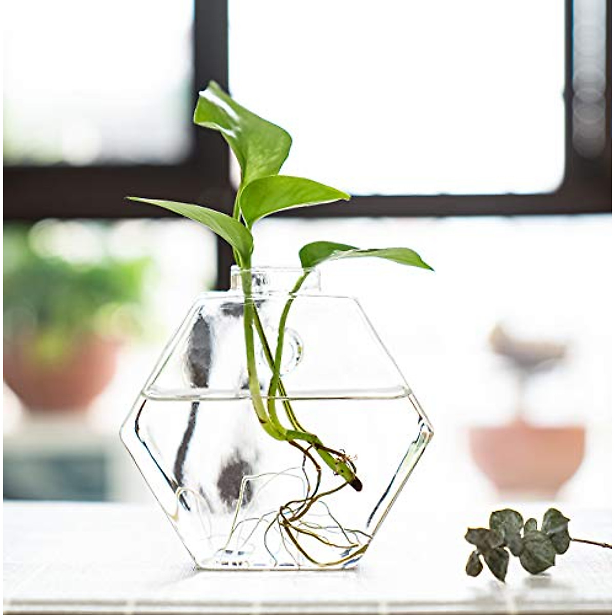 Kingbuy Wall Hanging Glass Planter Propagation Terrarium Hexagon Shape Flower Vase for Home Office Decor, Plant Lover Gifts, 3 Pack, Medium