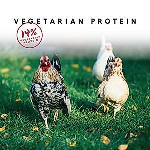 Manna Pro Chicken Treats - Harvest Delight Chicken Scratch - Chicken Feed Treat - Chicken Scratch Feed - 2.25 Pounds