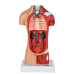 Axis Scientific 14-Part Unisex Micro Torso Anatomy Teaching Model, Includes Teaching Booklet