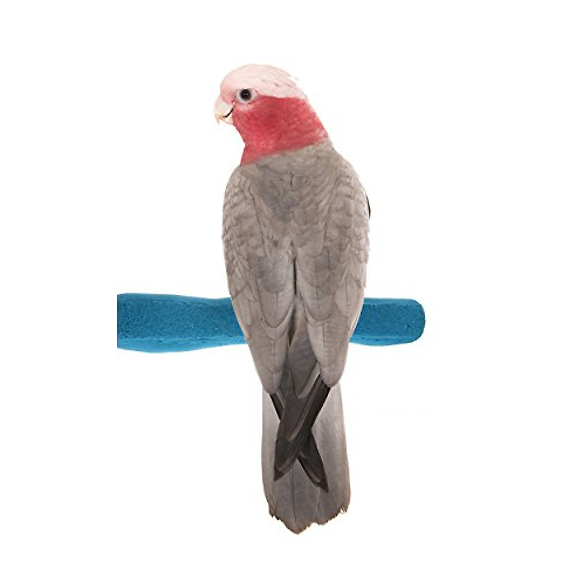 Sweet Feet and Beak Comfort Grip Safety Perch for Bird Cages - Patented Pumice Perch for Birds to Keep Nails and Beaks in Top Condition - Safe Easy to Install Bird Cage Accessories - M 8.5"