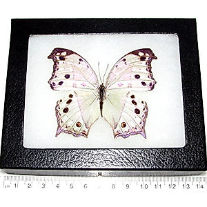 BicBugs Salamis parhassus Real Framed Butterfly Africa