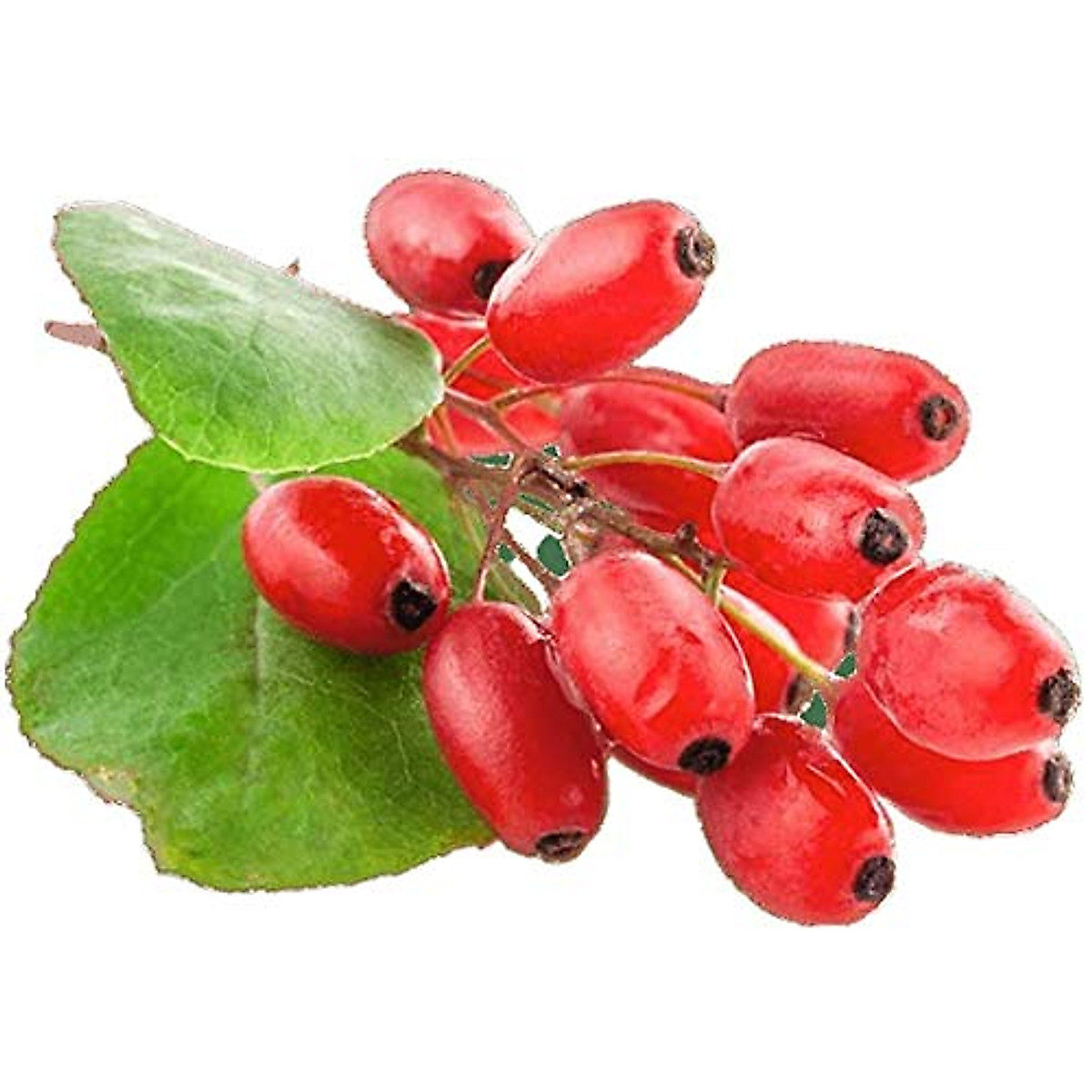 Goji Berry Seeds to Grow - 10 Seeds - Grow an Exotic Fruit Bearing Tree - So Fun. Mustr Try!