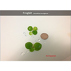 G’z Aquarium Floating Plants Package #1, 12 Amazon Frogbit, 12 Dwarf Water Lettuce, 12 Water Spangles