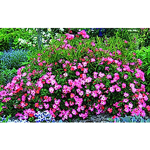 Drift Roses - Rosa Pink Drift (Rose) Rose, pink flowers, #2 - Size Container