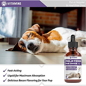 Melatonin for Dogs | Dog Melatonin | Melatonin for Dogs Sleep | Sleep Aid for Dogs | Dog Sleep Aid | Dog Calming | Calming for Dogs | Dog Calming Treats | Dog Anxiety Relief | (1)