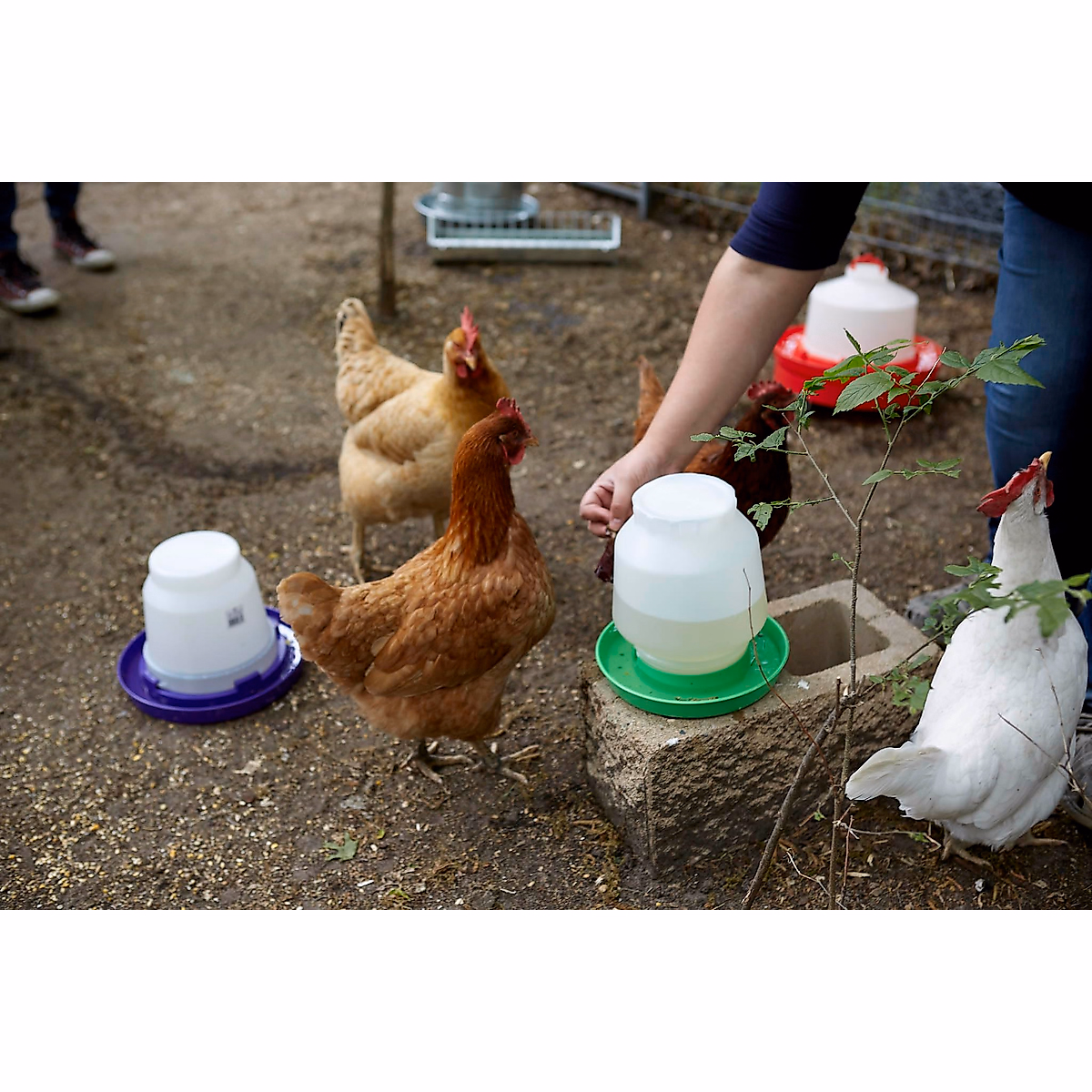Little Giant® Complete Plastic Poultry Fount | 1 Gallon | Heavy Duty Plastic Gravity Fed Water Container Jar | Waterer for Chickens, Turkeys, Ducks & More | Made in USA | Lime Green