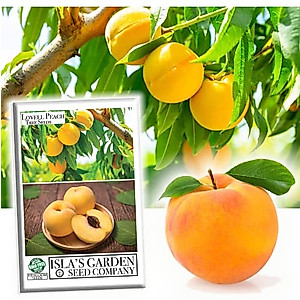 Lovell Peach Tree Seeds for Planting, (Prunus persica), 2 Heirloom Seeds Per Packet, (Isla's Garden Seeds), Non GMO Seeds, Great Home Garden Gift