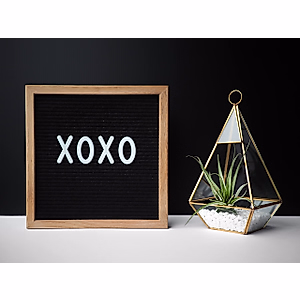 Shop Succulents Bromeliad Collection Hand Selected Variety of Tillandsia Ionantha, Purifying Live Indoor Air Plants