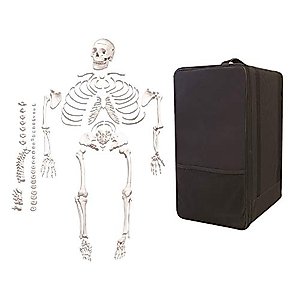 Vision Scientific VAS220-CC0 Life Size, Total Disarticulated Skeleton | Bones & Osteological Features Numbered for Identification | 3-Part Skull | Key to Numbered Structures W Manual & Carrying Case