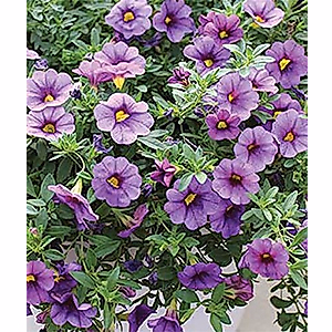 zcbang Rare Plant Flower Seed Petunia Seeds 1000 Pcs Calibrachoa Seeds Kabloom Denim Hybrid