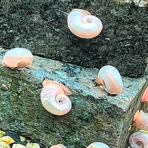 10 Live Ramshorn Snails by Dylfinds for Freshwater Aquarium/Pond Colony Start Clean-up Crew Planorbella Duryi (Bubblegum Pink)