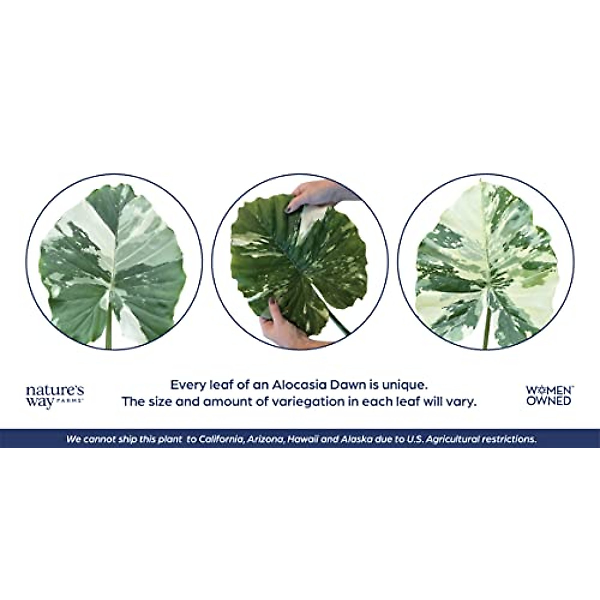Nature's Way Farms Alocasia 'Dawn' Variegated (25-30" Tall) - Rare Live Indoor Plant, Unique Foliage
