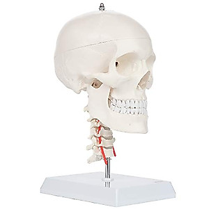 Axis Scientific 3-Part Human Skull Model with Flexible Neck | Life Size Plastic Skull on a Flexible Cervical Spine Molded from a Real Human Skull