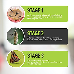 Live Butterfly Growing Complete Kit - Includes 5 Live Caterpillars - All-in-One Set with Net Cage, Food, and Rearing Supplies - Book Bundle
