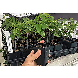 Dwarf Everbearing Mulberry Plant - Morus nigra - Live Plant