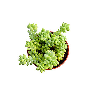 Live Donkey Tail Succulent Plant – Large 4-Inch - Fully Rooted Donkey Tail (Sedum Morganianum) Succulent Plant – Succulent Market (1)