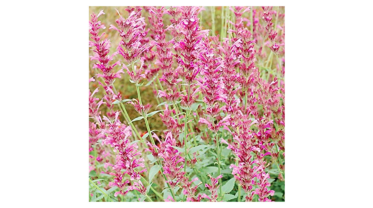 Hummingbird Mint Seeds Agastache Heather Queen Fragrant Deer & Drought ...