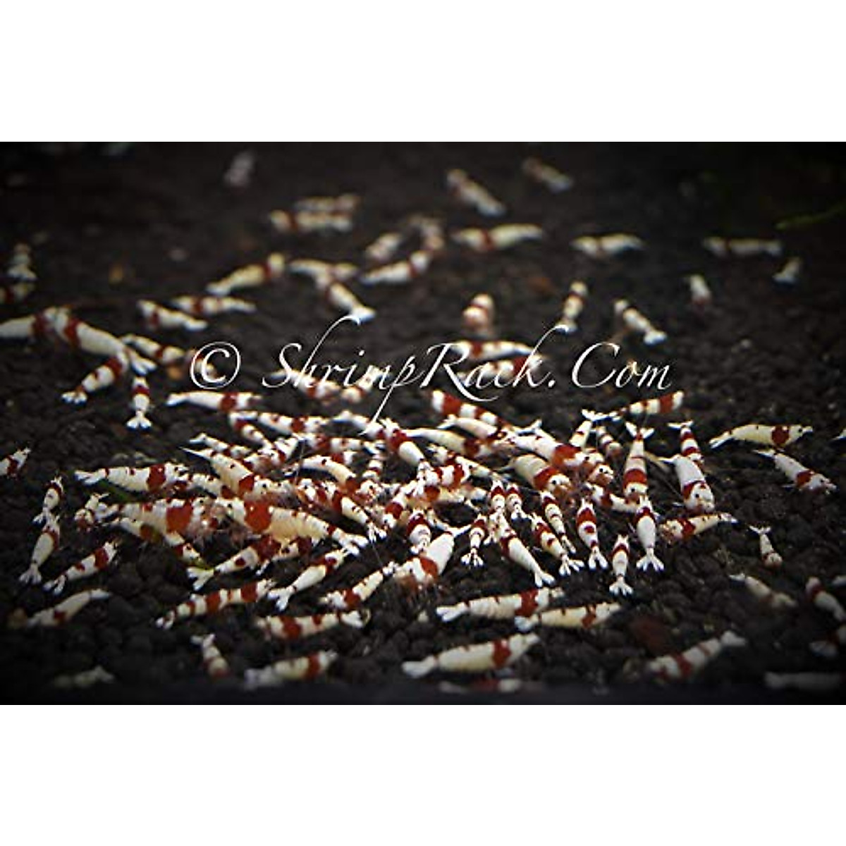 ShrimpRack 10 Crystal Red Shrimp CRS Grade S-SSS Live Freshwater Aquarium Shrimps 1/4 to 1/2 inch Long.