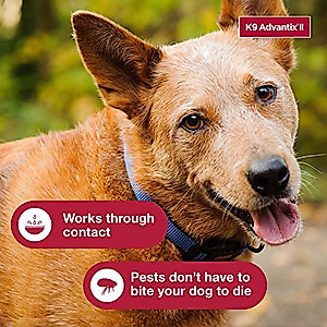 K9 Advantix II XL Dog Over 55 lbs & K9 Advantix II Large Dog 21-55 lbs Vet-Recommended Flea, Tick & Mosquito Treatment & Prevention | 1-Mo Supply Each