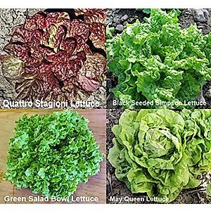 Please Read! This is A Mix!!! 1000+ Lettuce Mix 21 Varieties Seeds Heirloom Non-GMO. Seeds are not Individually Packaged!