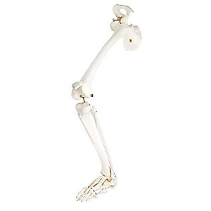 3B Scientific A36 Leg Skeleton w/Hip Bone - 3B Smart Anatomy