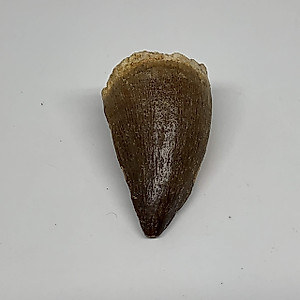 24.9g, 1.8"x1.1"x1" Fossil Mosasaur Tooth Reptiles, Cretaceous from Morocco,B12813