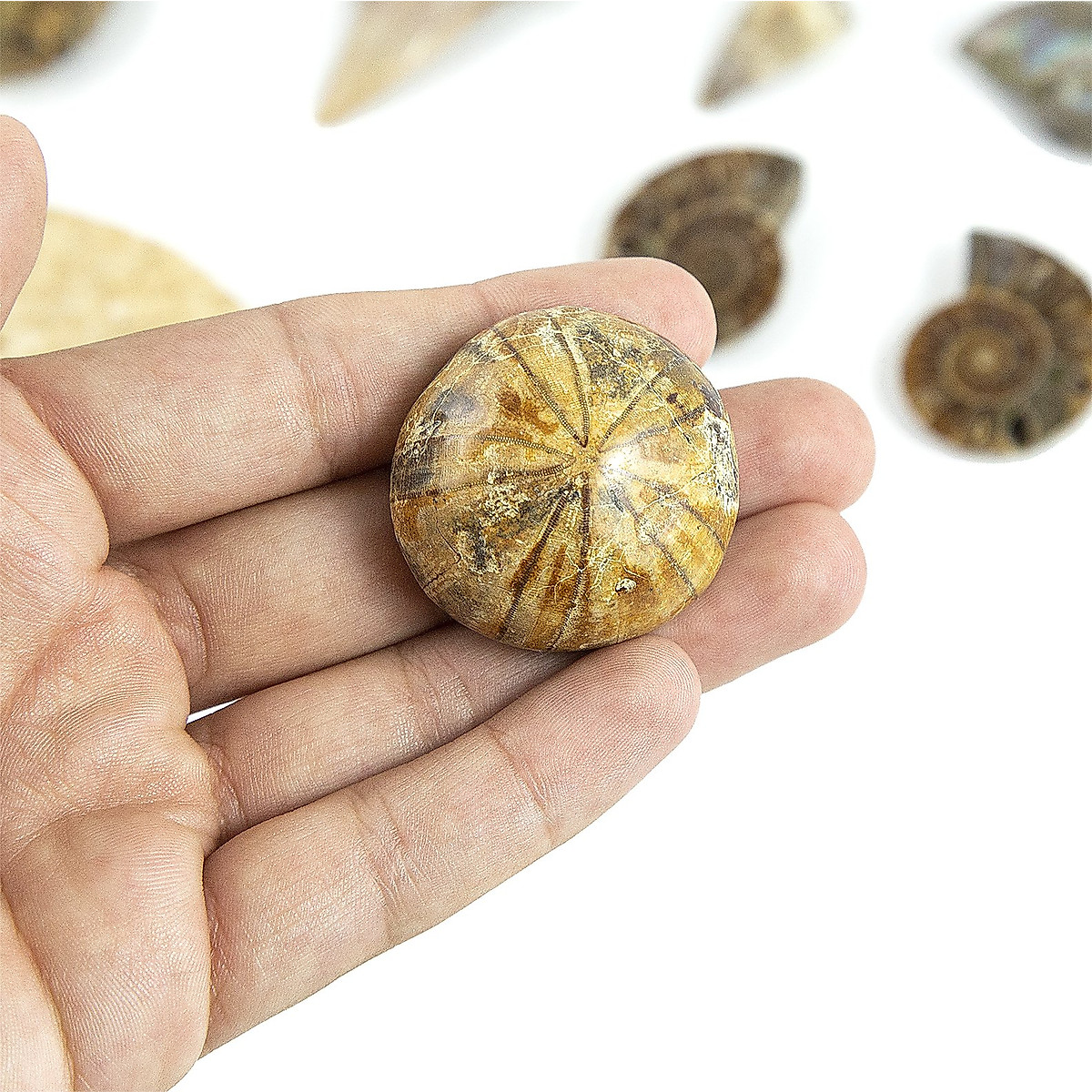 Museum Quality Fossil Collection Kit Featuring Dinosaur Fossils, Ammonites, Trilobite, Shark Tooth, Urchin and Fish Fossil - Collectors Edition Paleontology Set