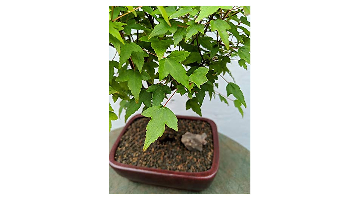 Dwarf Trident Maple Outdoor Bonsai - Vibrant Fall Colors