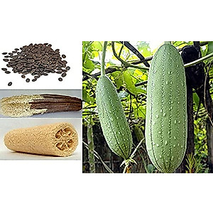 VAACNEE 30 Seeds of Loofah Gourd Sponge (Luffa Aegyptiaca) Annual Plant