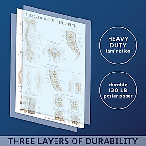 Palace Learning Disorders of the Spine Anatomy Poster - Laminated Spinal Disorders Anatomical Chart - 18" x 24"