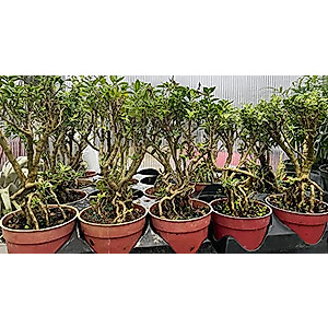 Japanese Serissa Bonsai Tree 4" Pot - Exposed Roots