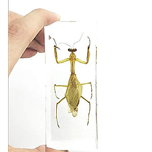Praying Mantis(Mantis)(rearhorse) Paperweight Specimen Science Education Specimens(4.4x1.6x1.1")