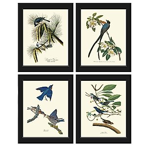 Bird Print Wall Art Set of 4 Prints Beautiful James Audubon Titmouth Fork-tailed Flycatcher Blue Bird Bluebirds Indigo Bird on Pine Tree Blooming Magnolia Flower Home Room Decor Unframed