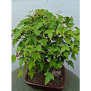Dwarf Trident Maple Outdoor Bonsai Tree