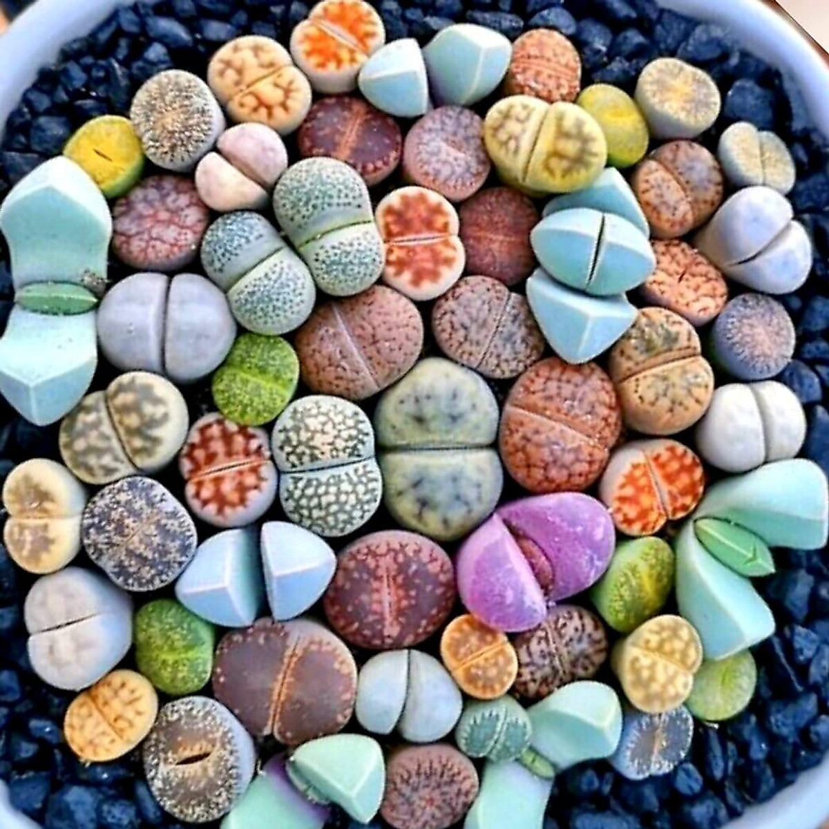 10 Mix Lithops Live Plants Lithops Succulents Plants Live, Living Stones Succulents Plants Live, Large Succulent Plants Bulks