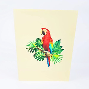 POP CARD EXPRESS Colorful Parrot Pop Up Birthday Card - Happy Birthday Pop Up Card for son, daughter, wife, friends, Nature, Wild Animal, Bird lovers (Colorful Parrot Pop Up Card)