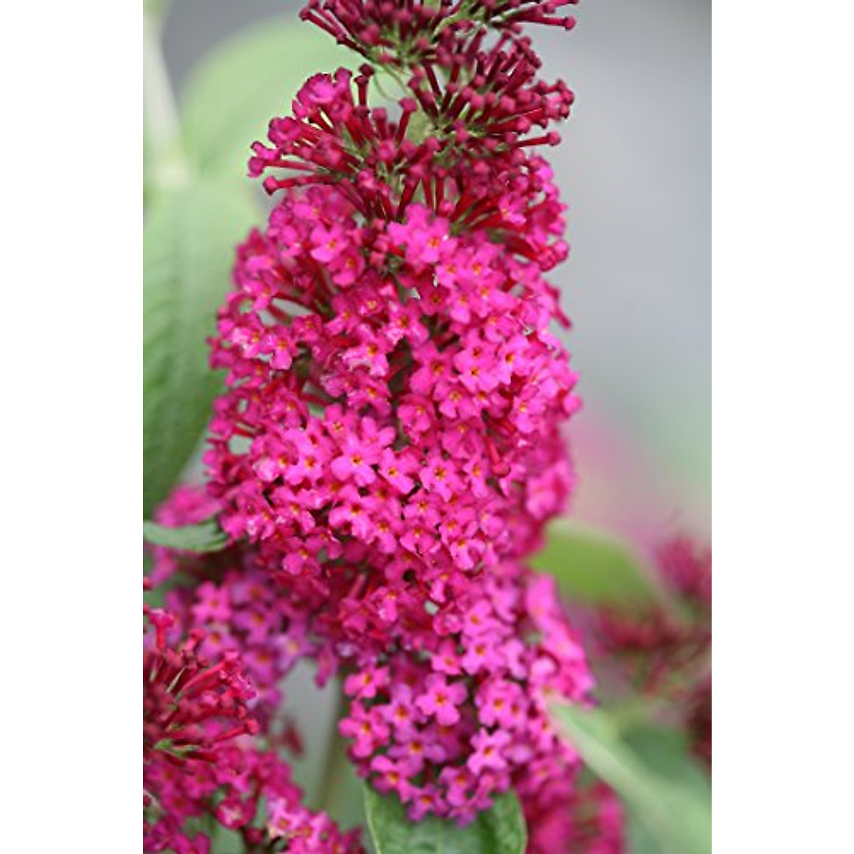 Miss Molly Butterfly Bush (Buddleia) Live Shrub, Deep Pink Flowers, 4.5 in. Quart