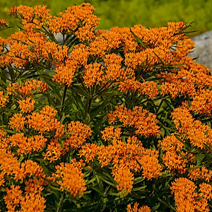 Orange Milkweed Plant Live Butterfly Milkweed Plant Asclepias Tuberosa Starter Plant