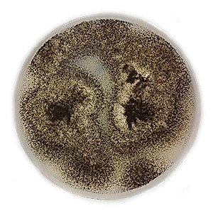 EZ BioResearch Potato Dextrose Agar (PDA) Plates for Mushroom Cultivation (10 Prepoured Agar Plates)