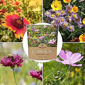 Wildflower Seeds Annual Quick Blooming Mix - Large 1 Ounce Packet Over 7,500 Open Pollinated Seeds