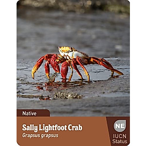 Galapagos Memory Game Land Animals Edition