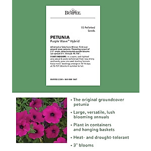 Burpee Purple Wave Petunia Seeds 15 pelleted