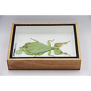 Angelwing Real Leaf Insect Beetle Bug Green Brown Taxidermy Butterfly Insect Box Framed Display