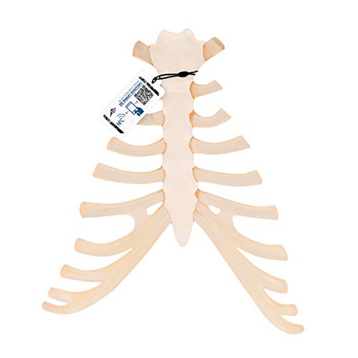 3B Scientific A69 Sternum w/ Rib Cartilage - 3B Smart Anatomy