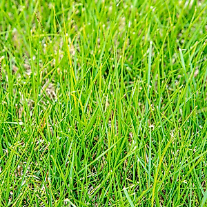 Zoysia Grass Warm-Season Grass Dense, Carpet-Like Growth, Fine Texture, and Overall Durability for Lawns, Golf Courses, and Other Landscape Applications 1/8 lb Grass Seeds by YEGAOL Garden