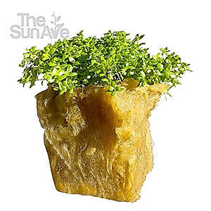 The Sun Ave Dwarf Baby Tears Hemianthus Callitrichoides HC Live Aquarium Plants Freshwater Fish Tank